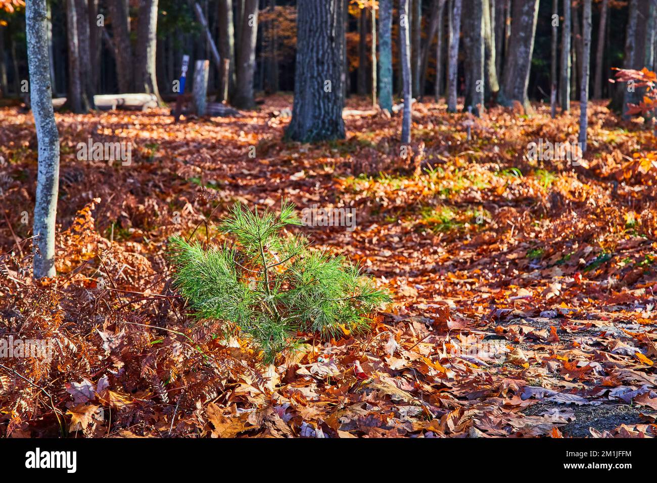 Small pine tree growing on forest floor in late fall covered in orange ...