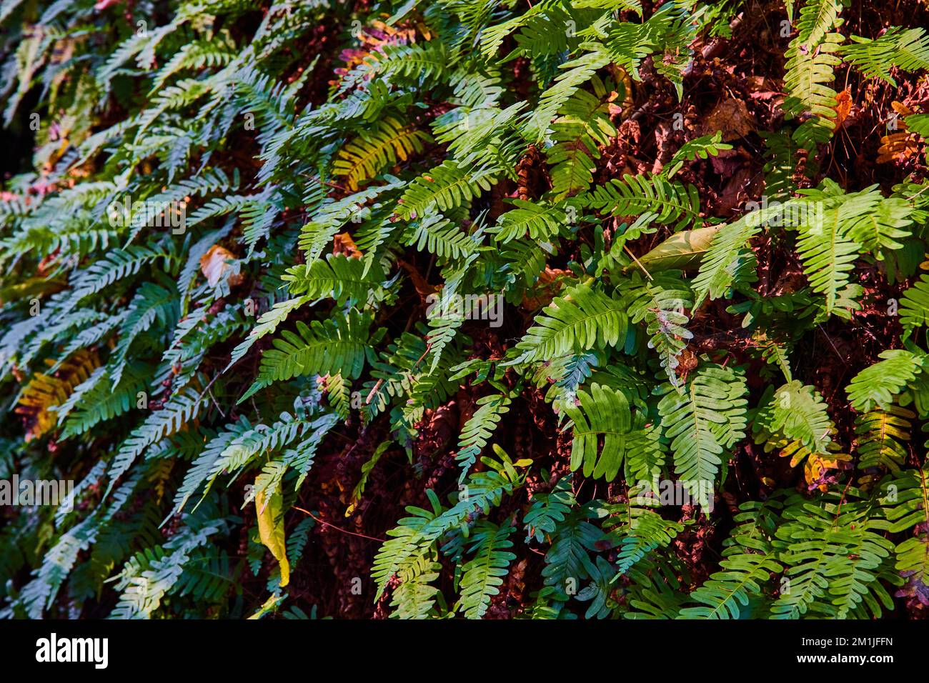 Endless wall of green fern plants on cliffs in detail Stock Photo - Alamy