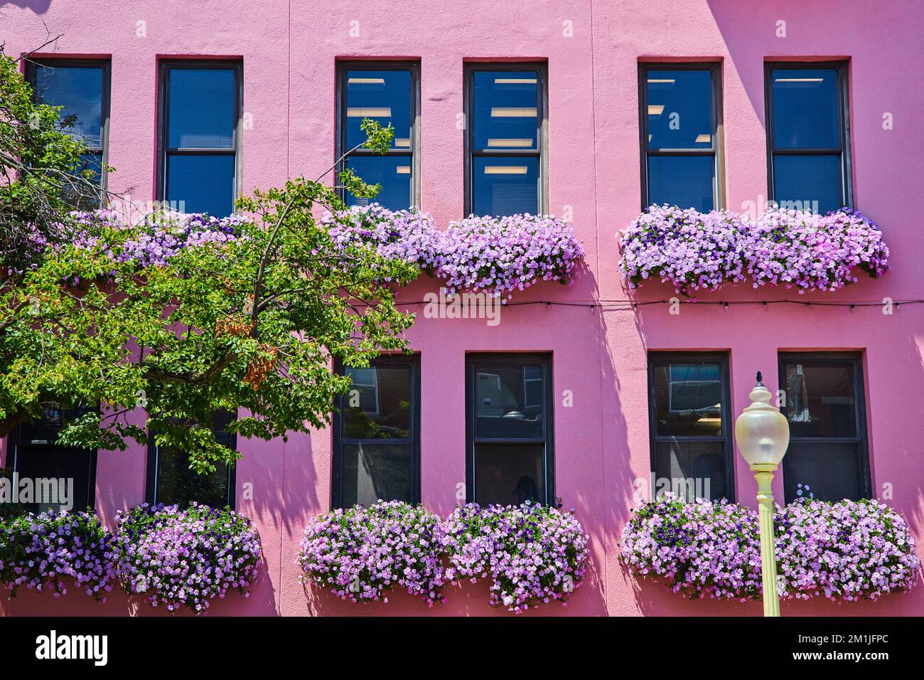 Pink exterior wall covered in pink summer flowers Stock Photo - Alamy