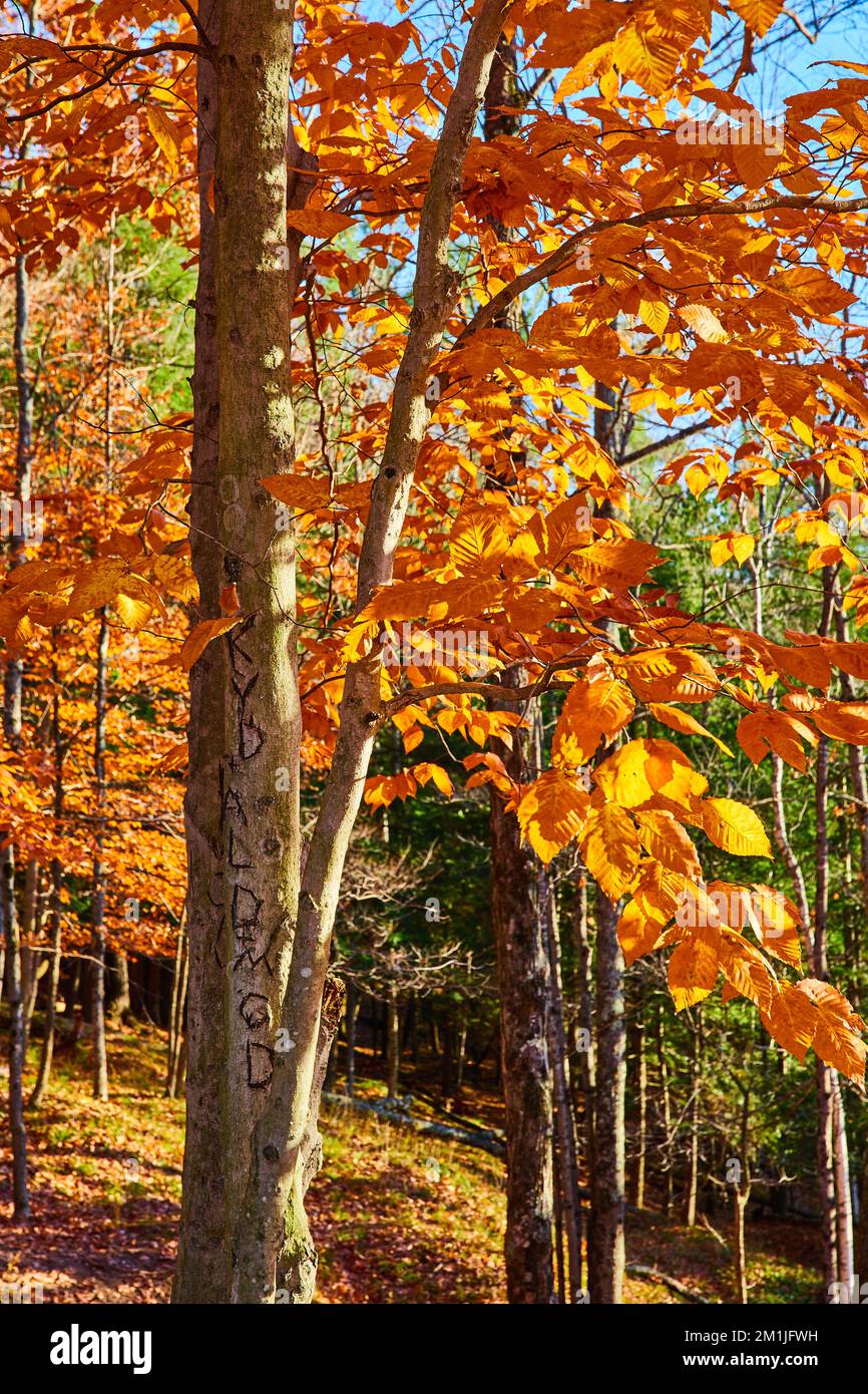 Beautiful tree with orange foliage in late fall forest Stock Photo - Alamy