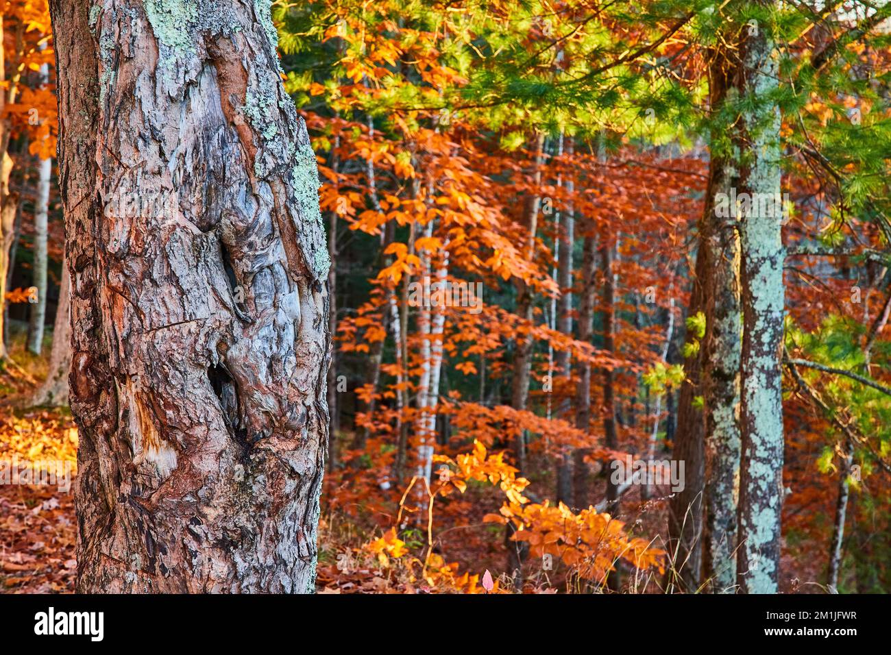 Tree bark detail in forest with orange leaves on trees everywhere in ...