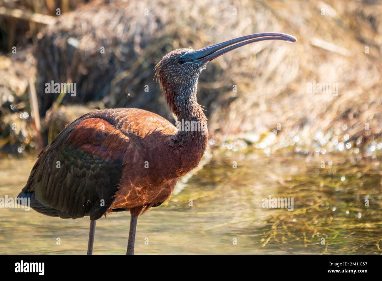 The glossy ibis, latin name Plegadis falcinellus, searching for food in ...