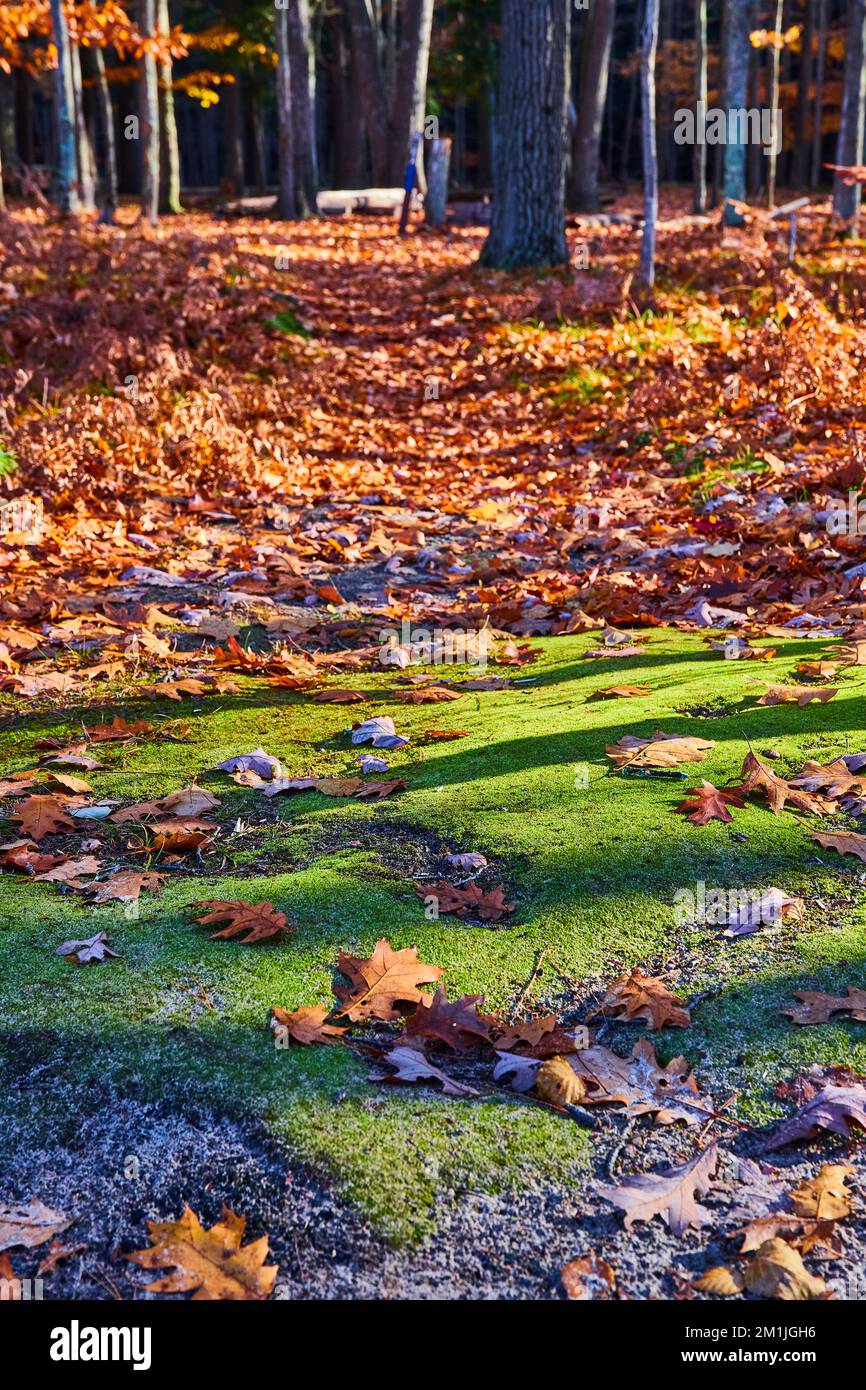 Detail of mossy ground on trail with fall leaves covering background ...