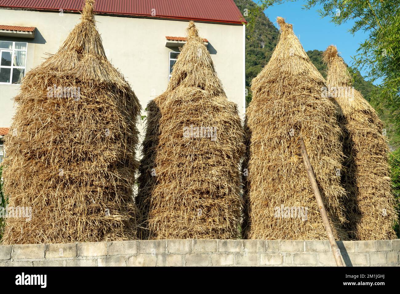 Farmer's straw pile after harvesting ripe rice Stock Photo - Alamy