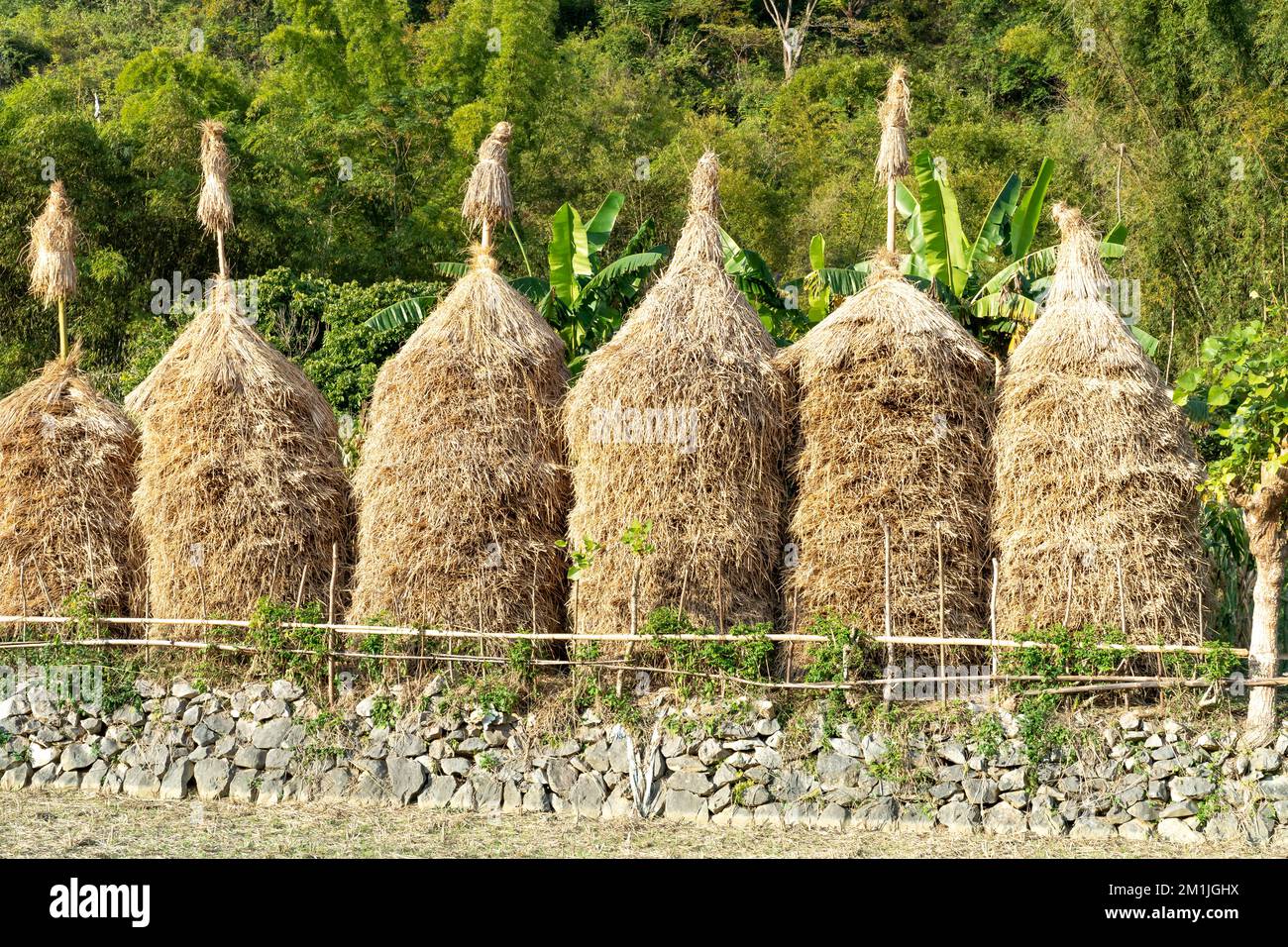 Farmer's straw pile after harvesting ripe rice Stock Photo - Alamy