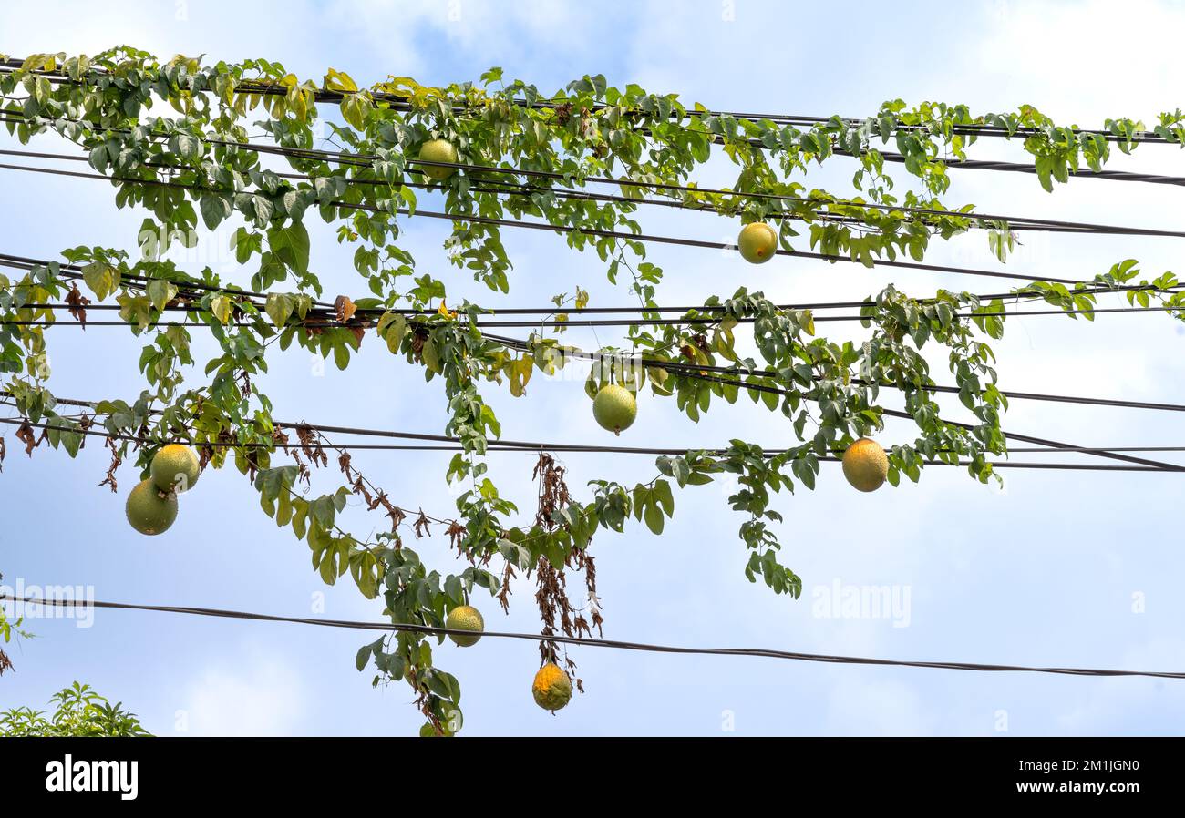 Unripe Momordica Cochinchinensis fruit (Gac, Gourd Gourd, Young ...