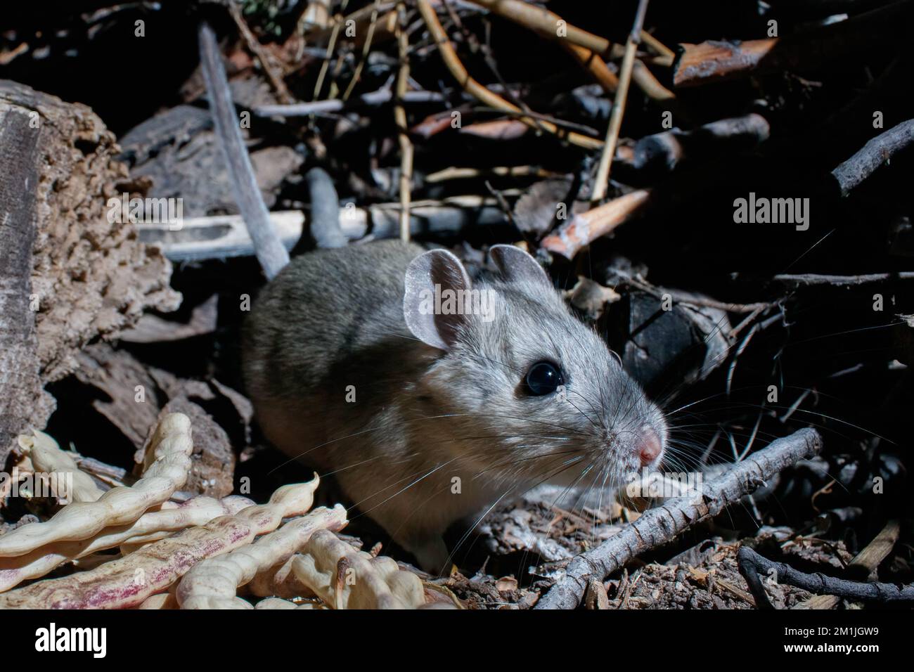 Wood rat rodentia cricetidae hi-res stock photography and images - Alamy