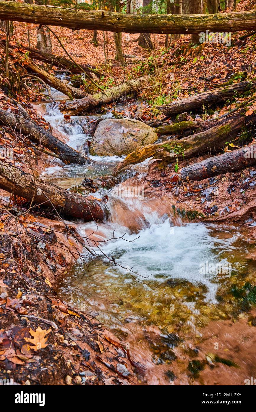 Fallen logs around fall forest river creek through clay with clear ...