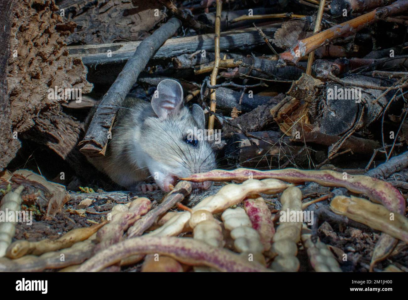 White throated woodrat hi-res stock photography and images - Alamy