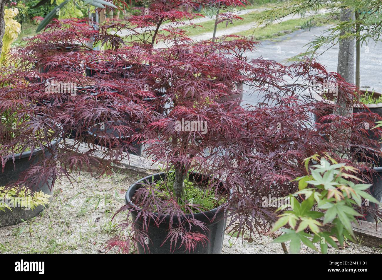 red japanese maple acer red dragon potted in summer outdoors Stock ...
