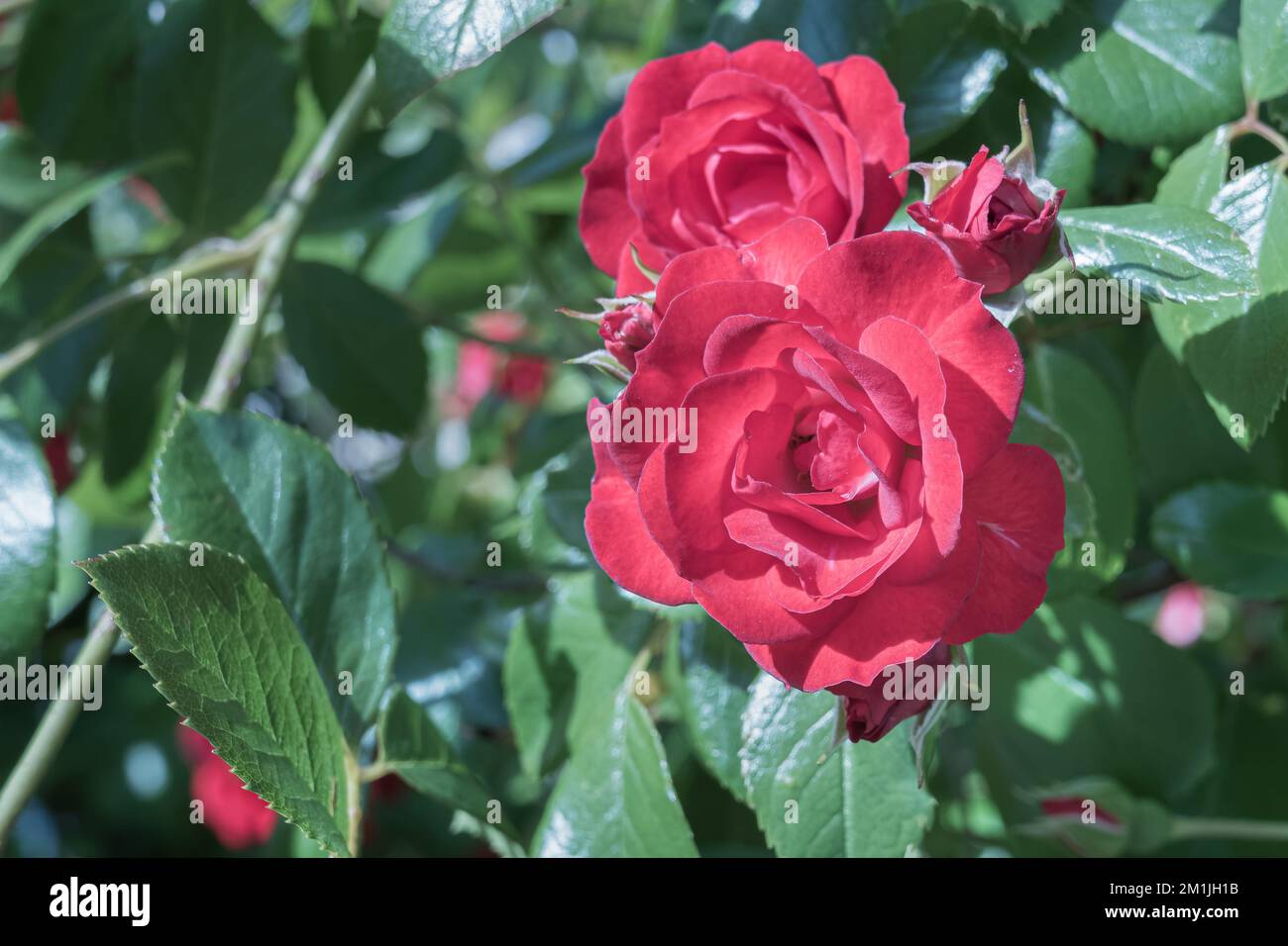 red rose in plant close up view with sunlight outdoor in summer Stock ...