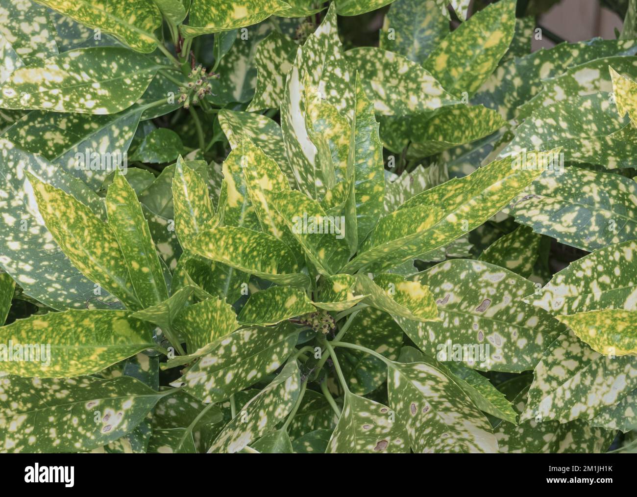 aucuba japonica plant with variegated leaf outdoors with daylight Stock ...