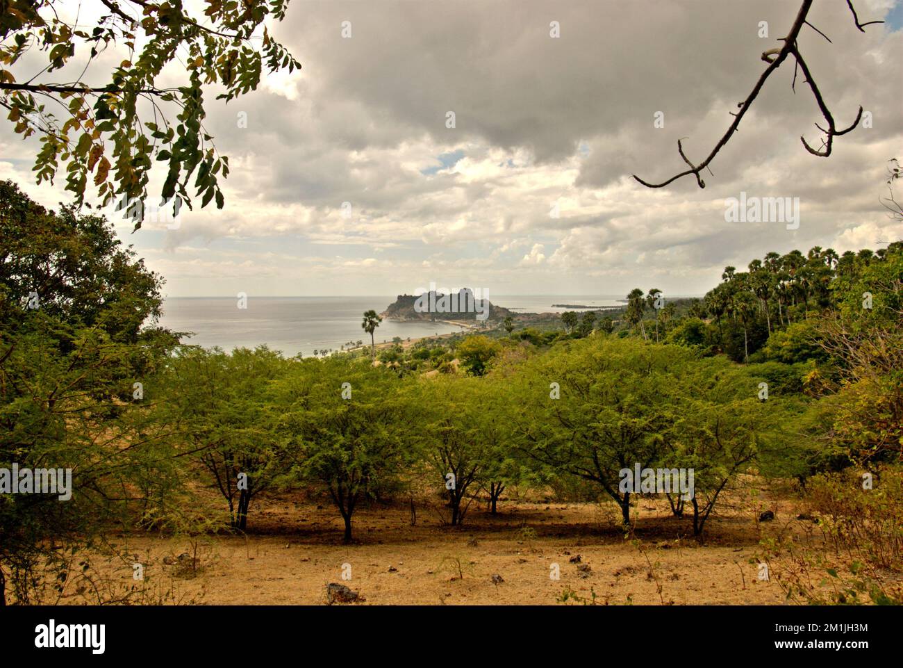 Landscape of Rote Island, in a background of coastline and a rocky hill ...