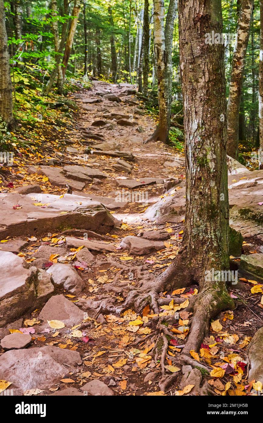 Fall forest trail with boulders and focus on tree with beautiful ...