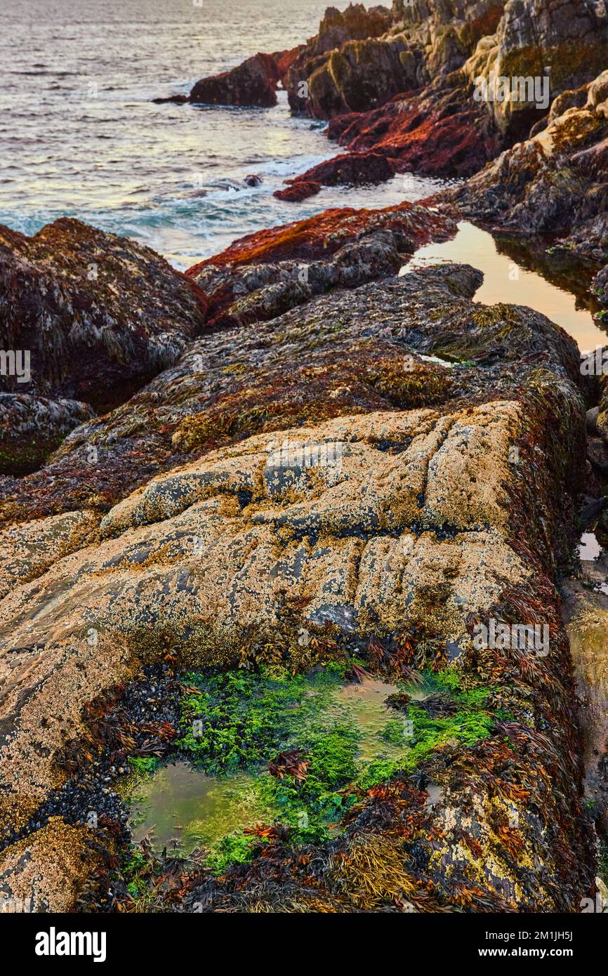 Rocky coasts of Maine on ocean during low tide with small green algae ...