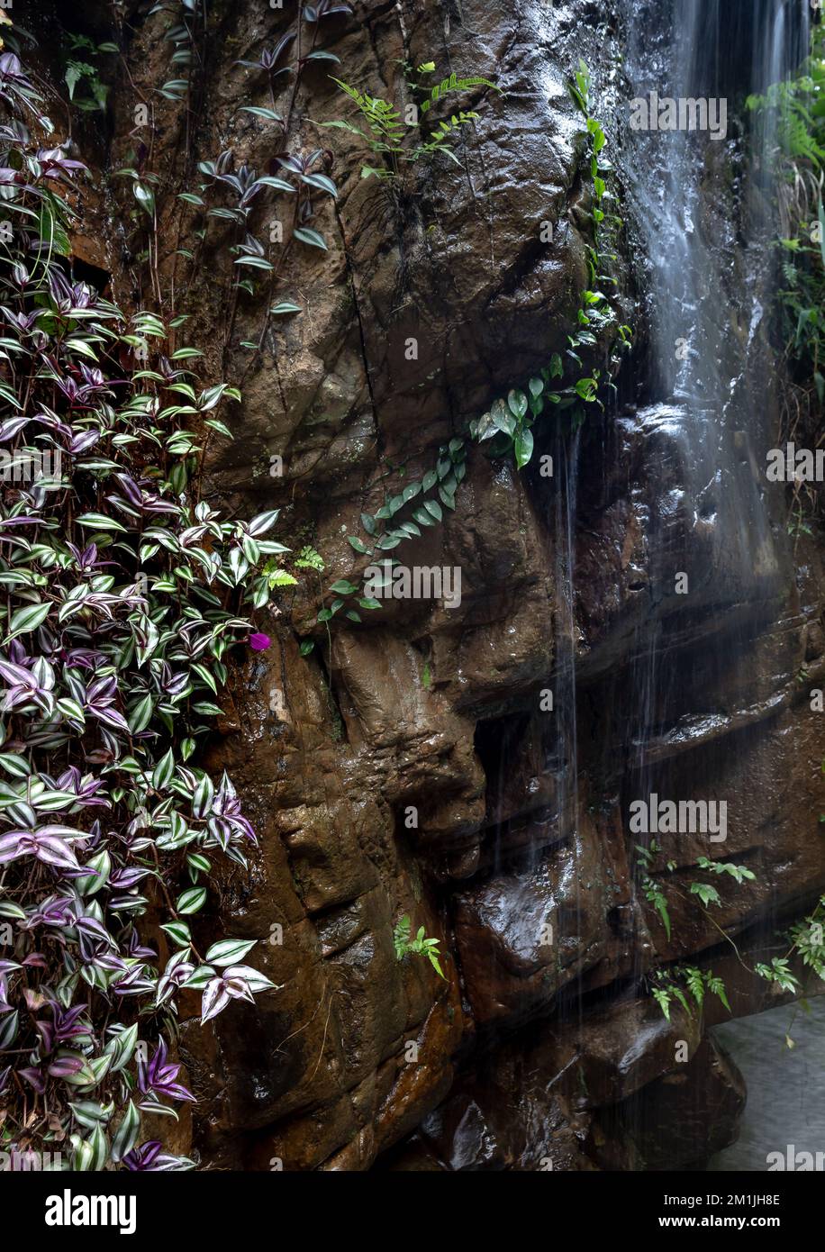 Cool spring water flows through the rocks in the rainforest. Long ...