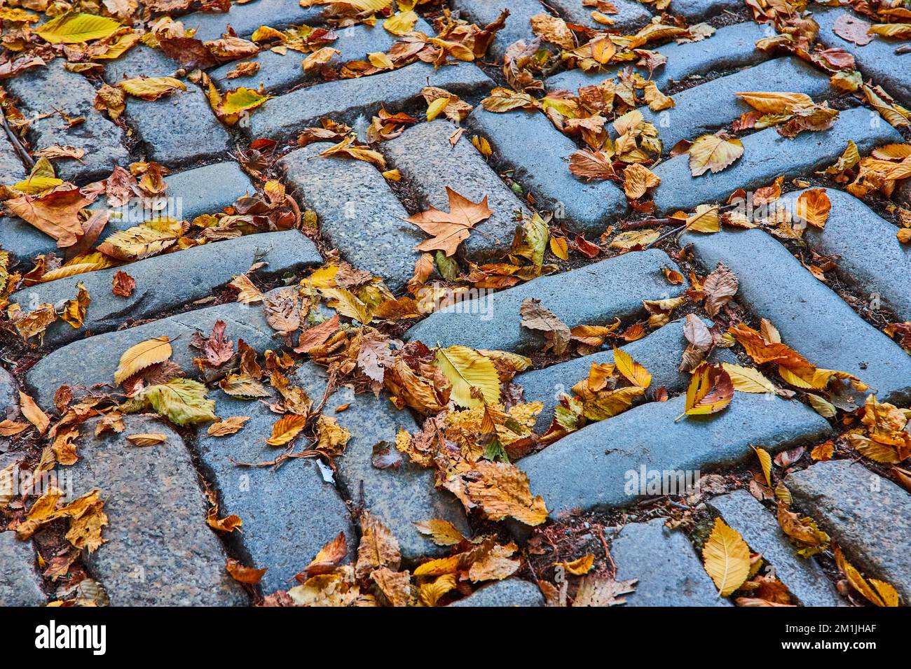 Fall leaves filling cracks of beautiful brick pattern on walkway Stock ...