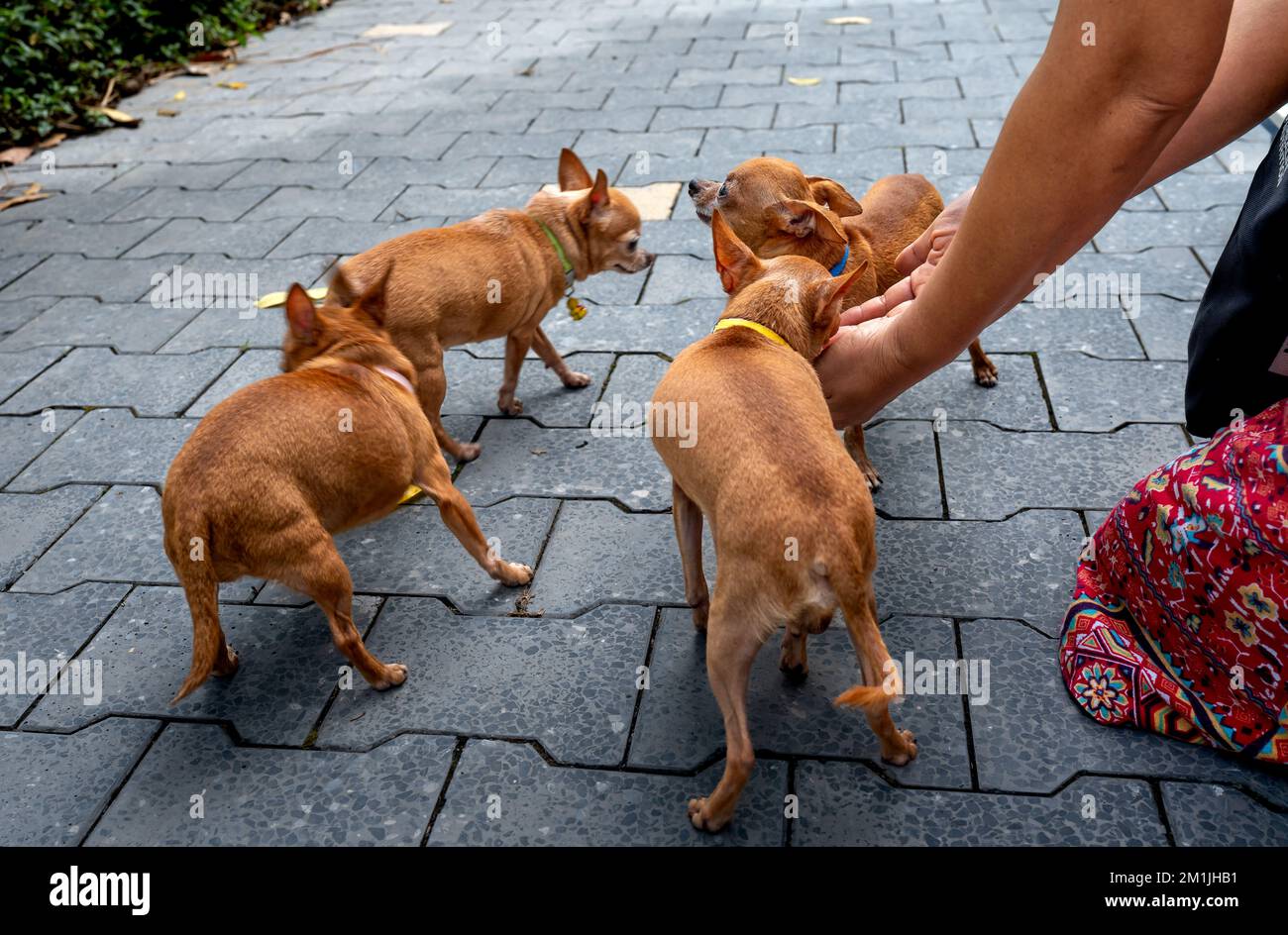 Ecopark urban area, Van Giang, Hung Yen province, Vietnam - November 17 ...