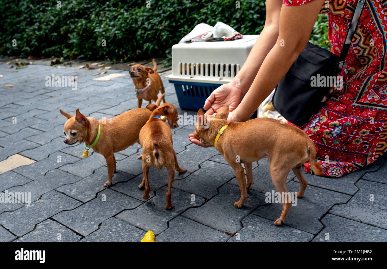 Ecopark urban area, Van Giang, Hung Yen province, Vietnam - November 17 ...