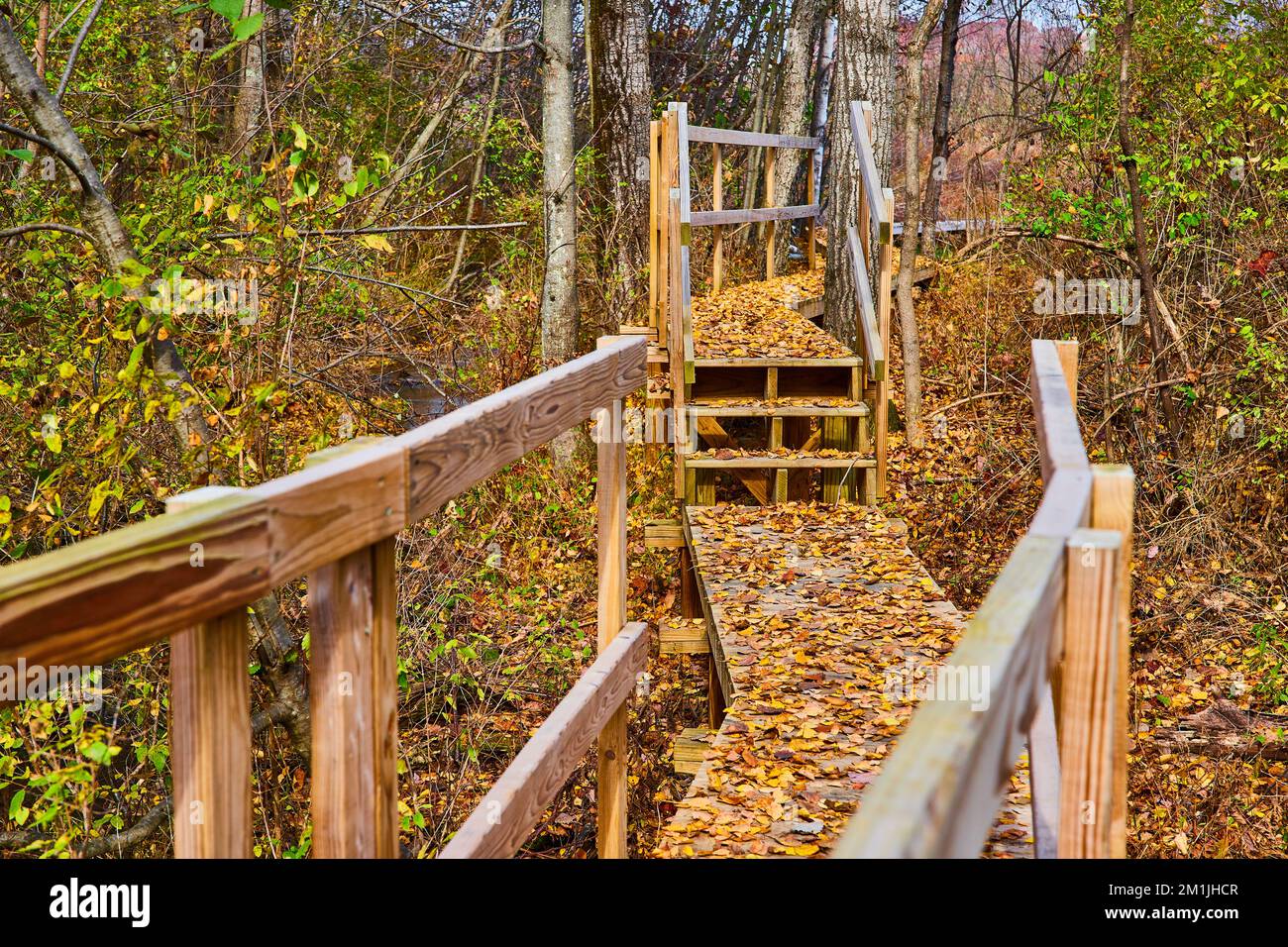 Fall leaves cover elevated boardwalk trail through forest Stock Photo ...