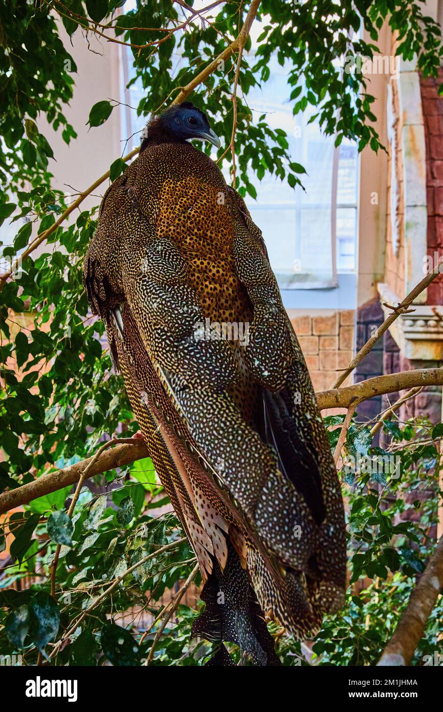 Stunning large great argus pheasant bird on branches with back Stock ...