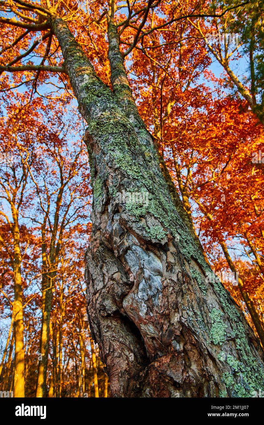 Huron manistee national forests hi-res stock photography and images - Alamy