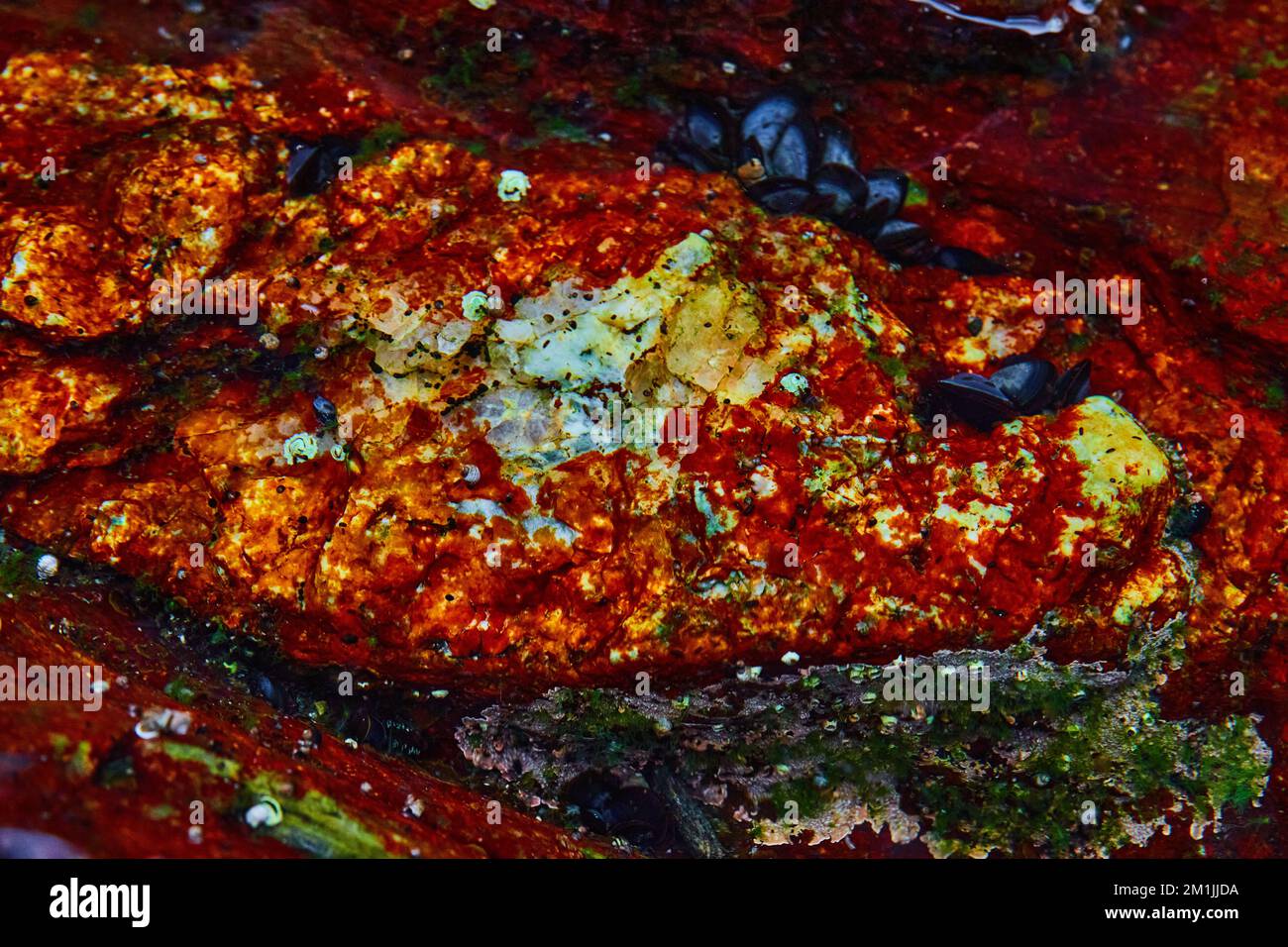 Tiny mussels and red algae fill small tide pool in Maine Stock Photo ...