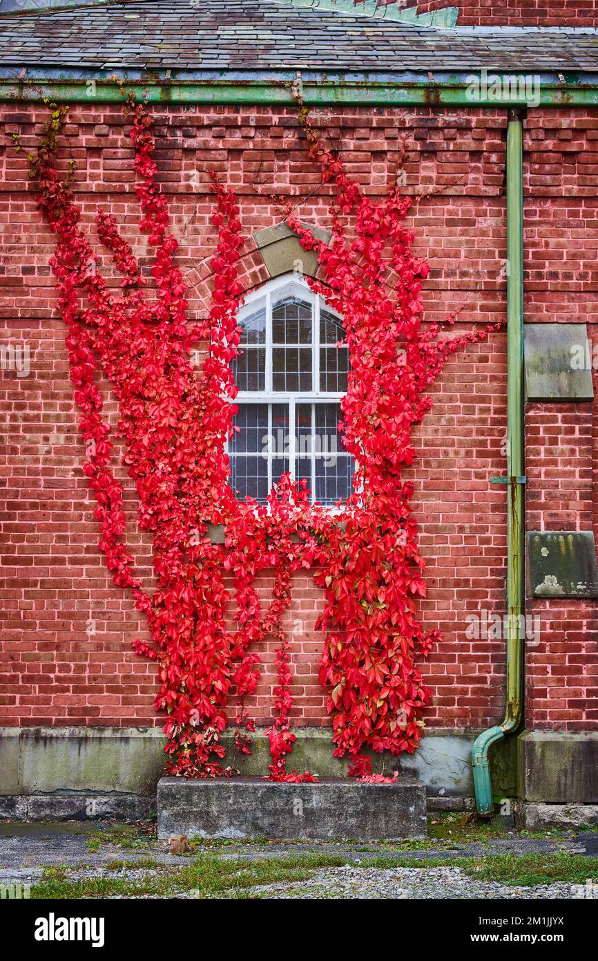 Brick wall and window surrounded by stunning red vines growing around ...