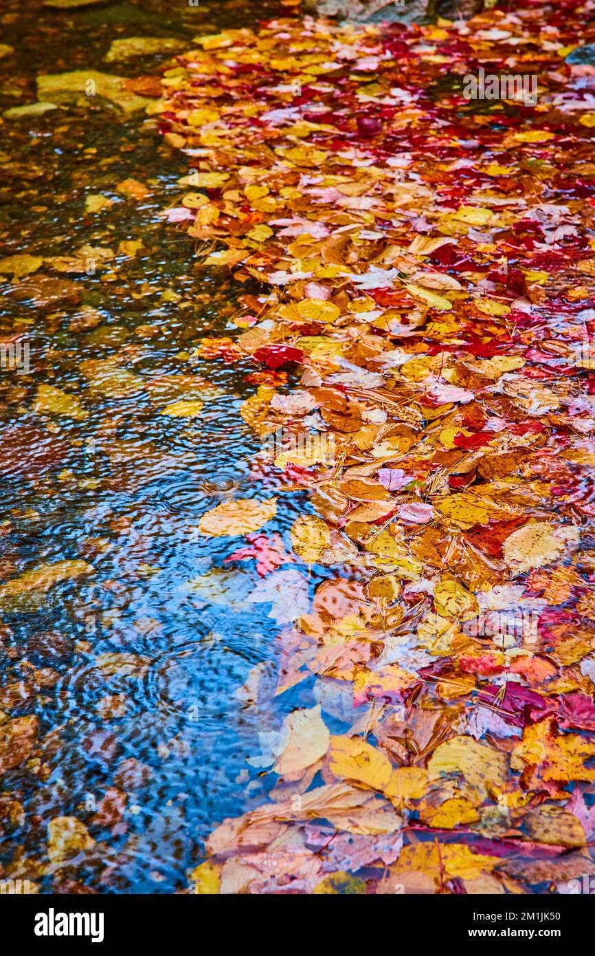 Piles of colorful fall leaves collect on river surface during light ...