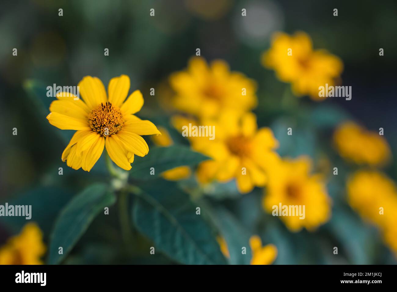 Beautiful yellow sunflower in garden Stock Photo - Alamy