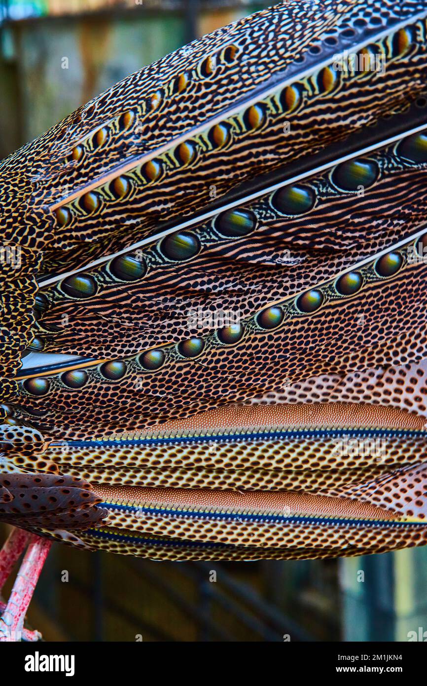 Beautiful feather patterns in detail on Great Argus Pheasant Stock ...