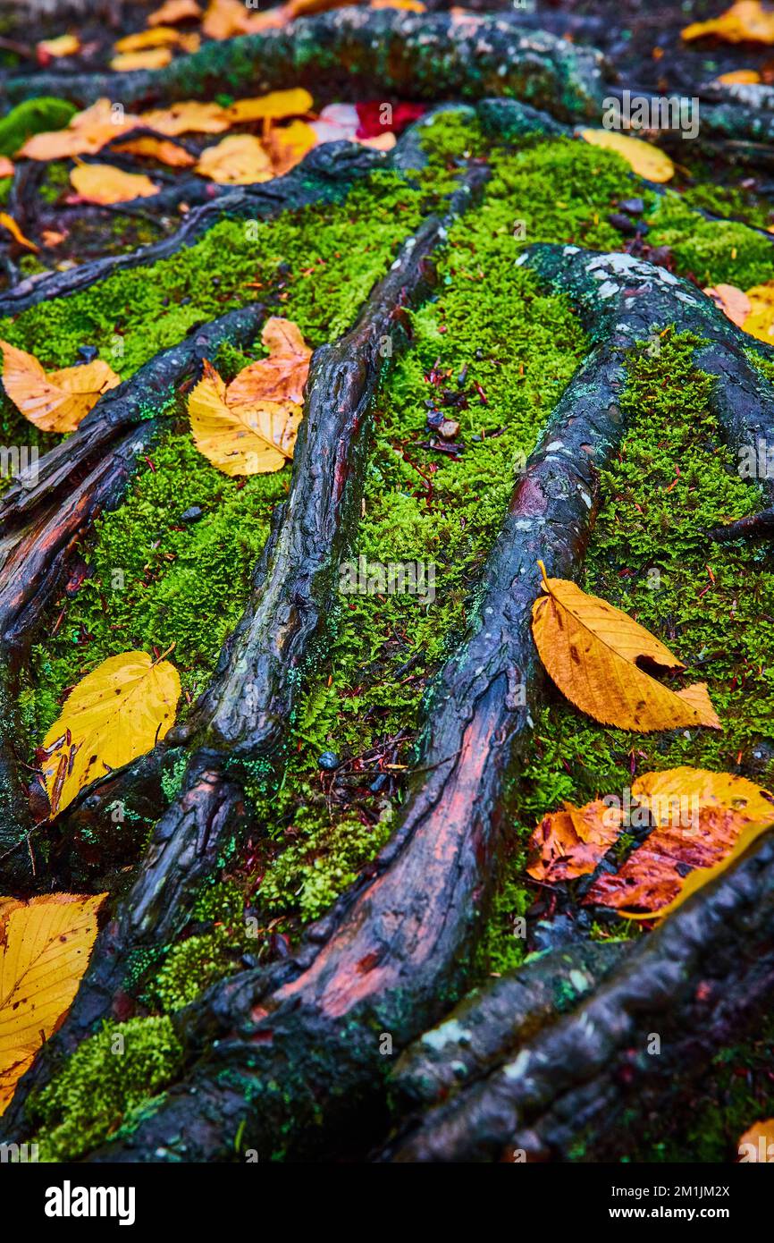 Detail of exposed tree roots surrounded by moss and yellow fall leaves ...