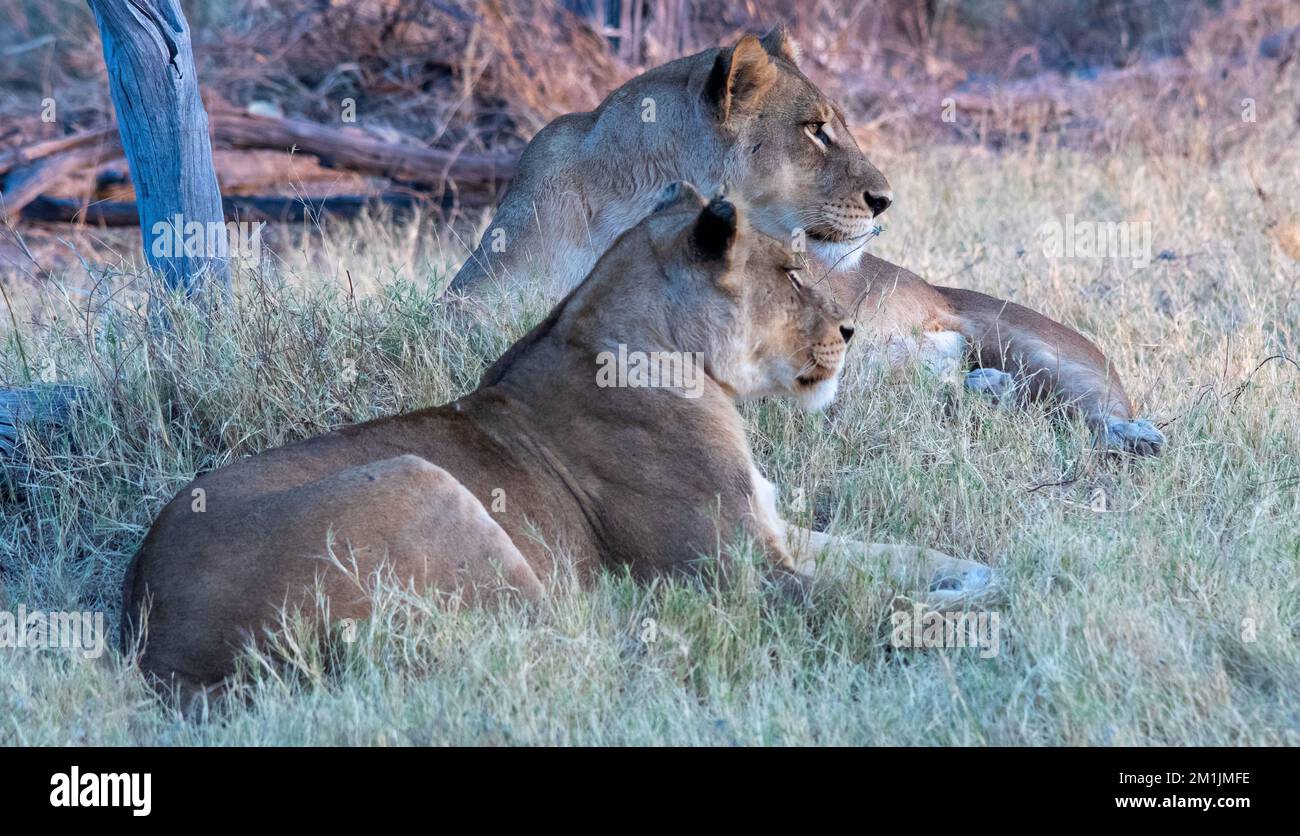 Two lioness sisters rest after a night of hunting in the African ...