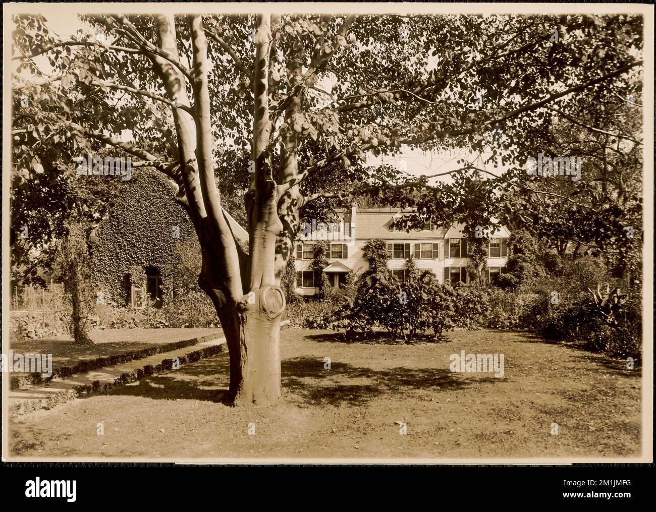 Adams Mansion, Quincy, Mass. , Mansions, Historic buildings, Trees ...