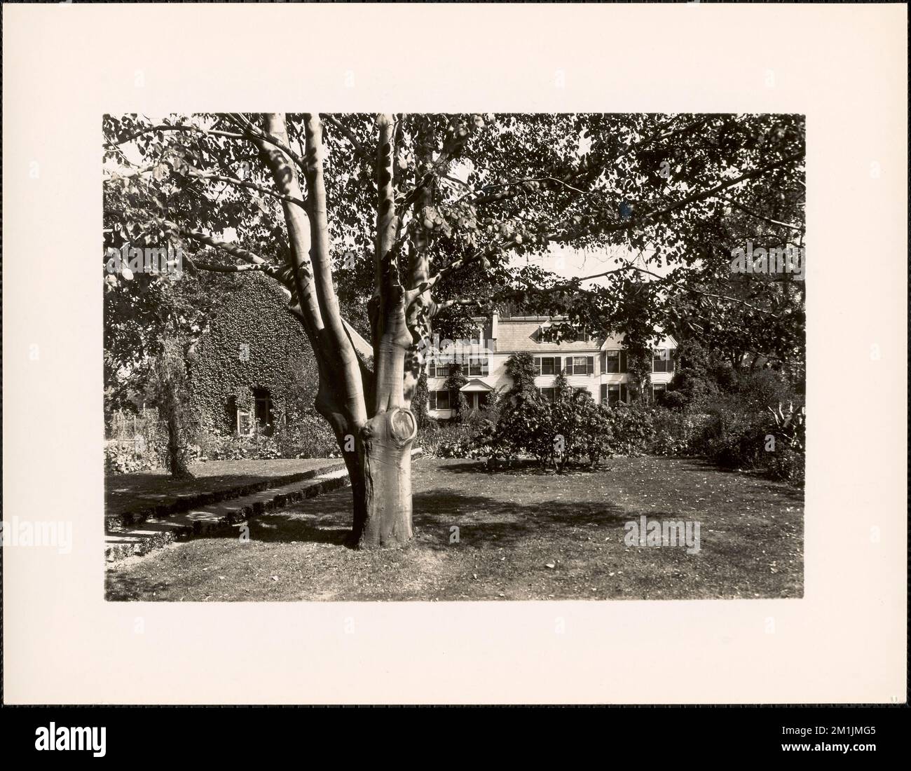 Adams Mansion, Quincy, Mass. , Mansions, Historic buildings, Trees ...