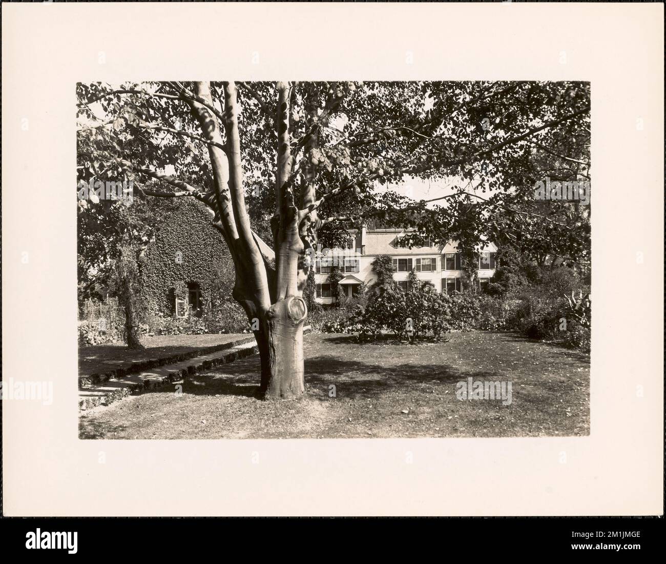 Adams Mansion, Quincy, Mass. , Mansions, Historic buildings, Trees ...