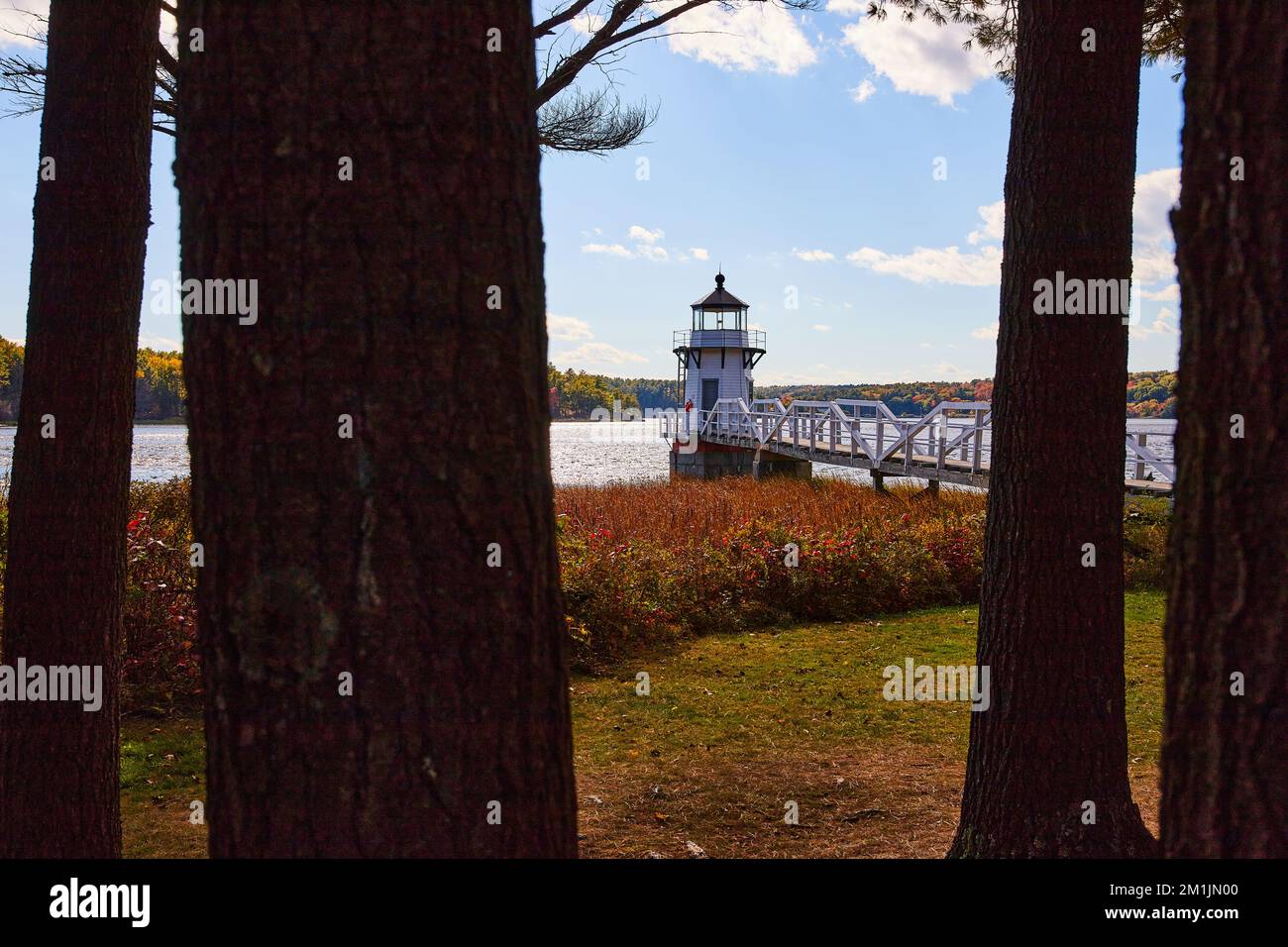 View through dark tree trunks of small white Maine lighthouse with ...