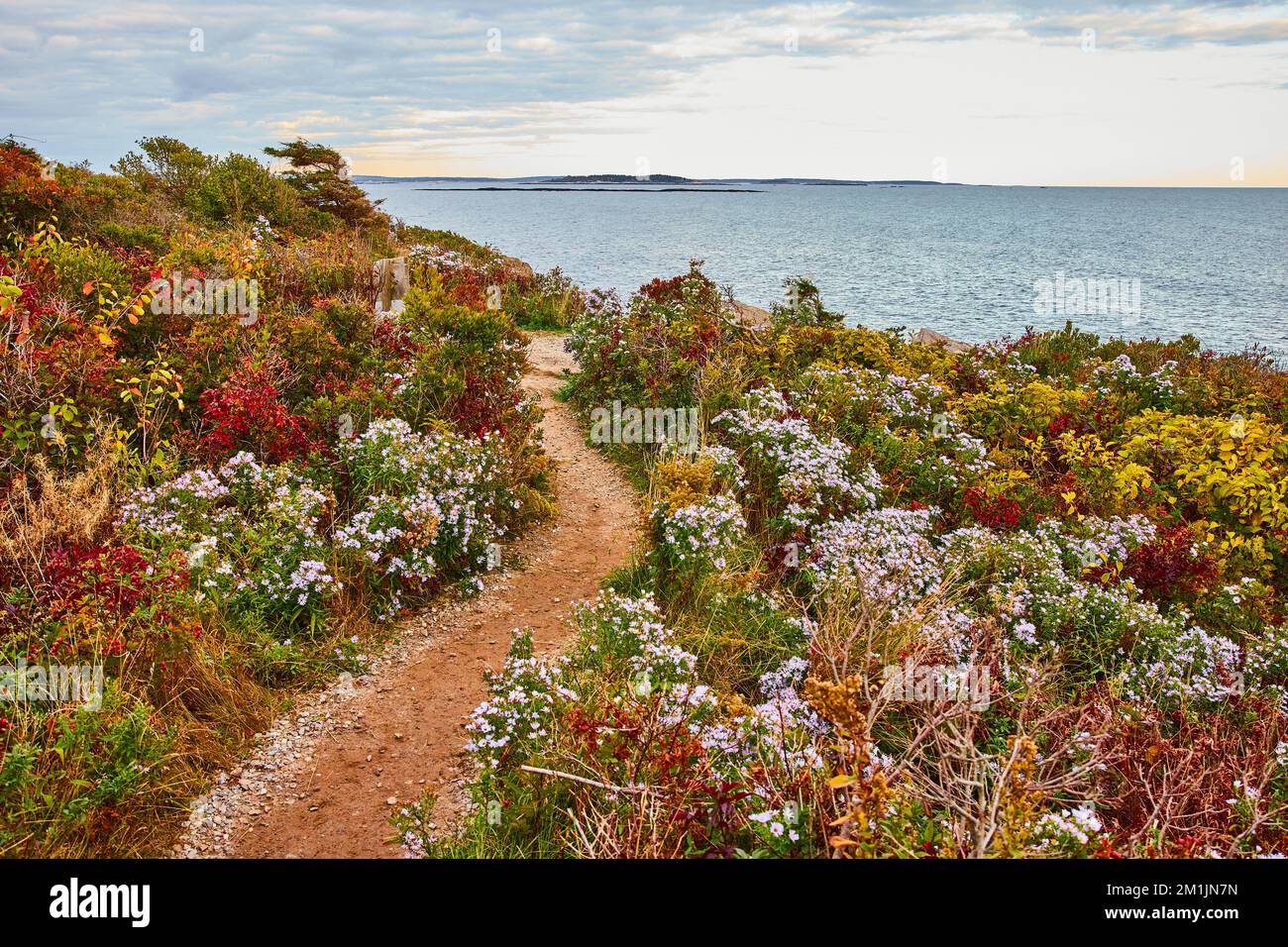 Simple dirt path through fields of flowers leading to the ocean coast ...