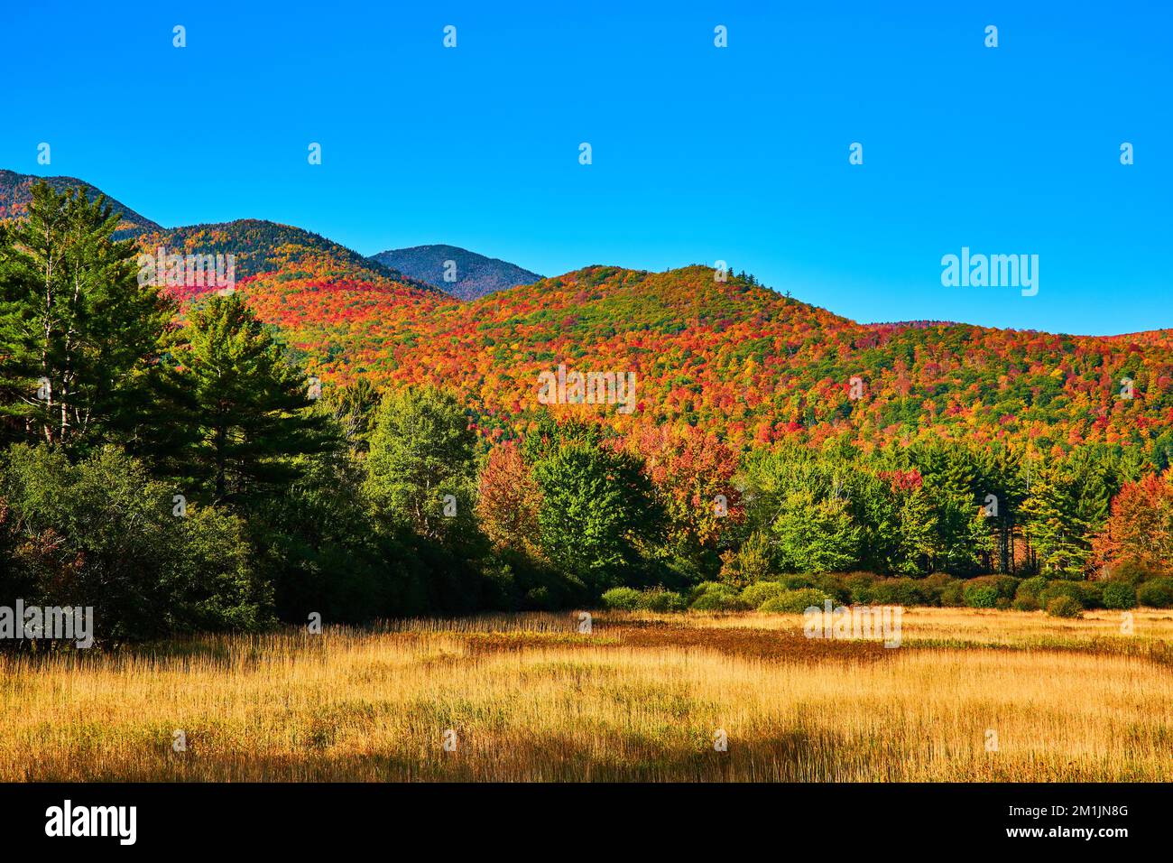 Golden fields and pines with huge peak fall mountains in background ...