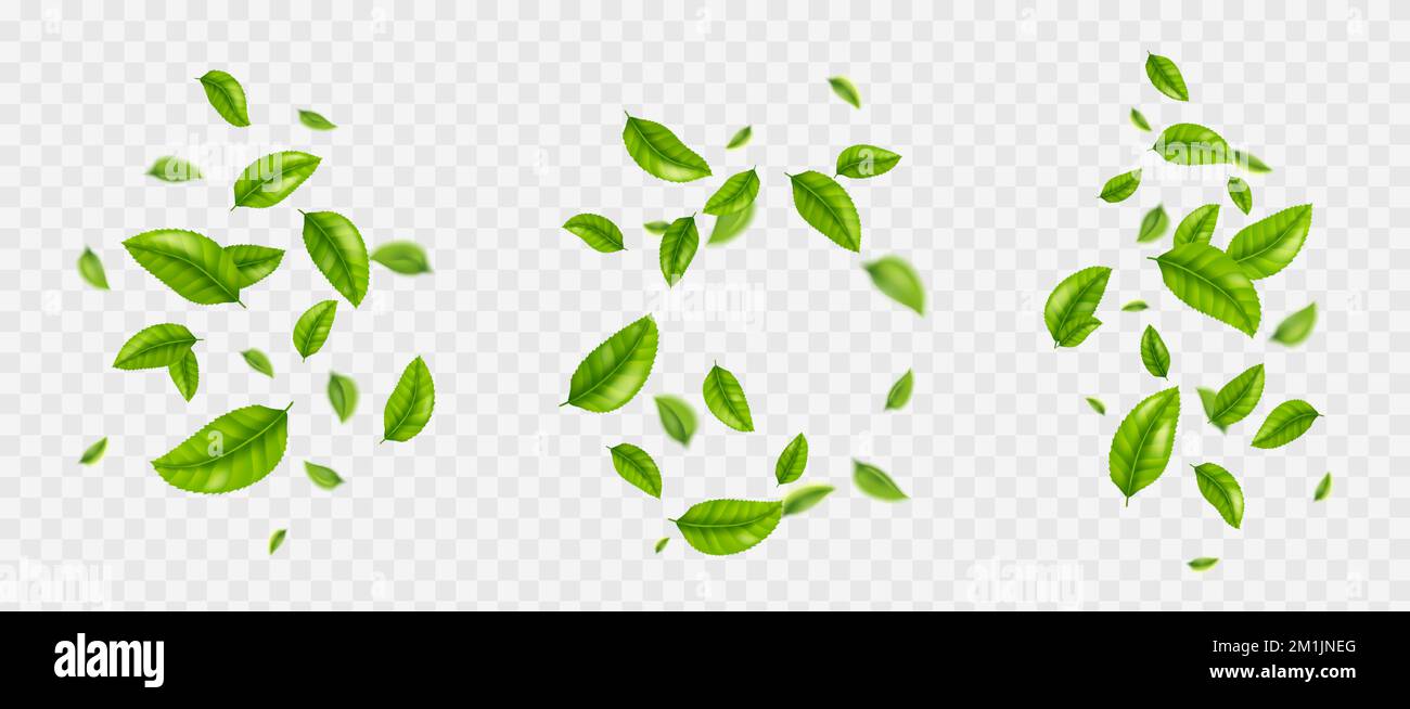 Falling tea leaves, realistic green foliage flying in air isolated on ...