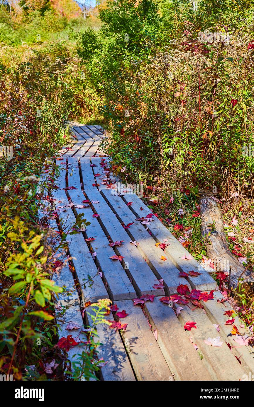 Red fall leaves cover small narrow simple wood boardwalk hiking path in ...