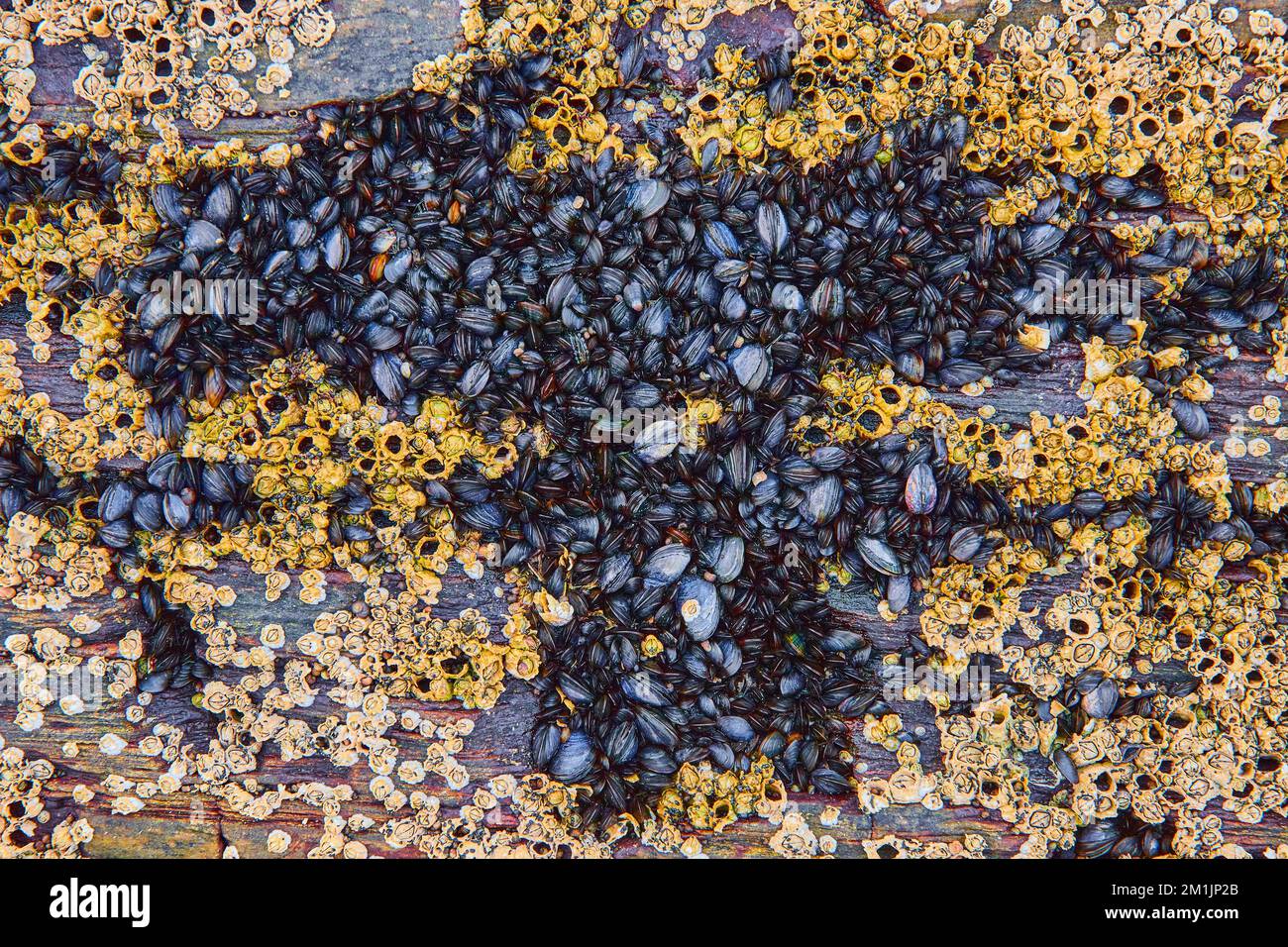 Giants flower hi-res stock photography and images - Alamy