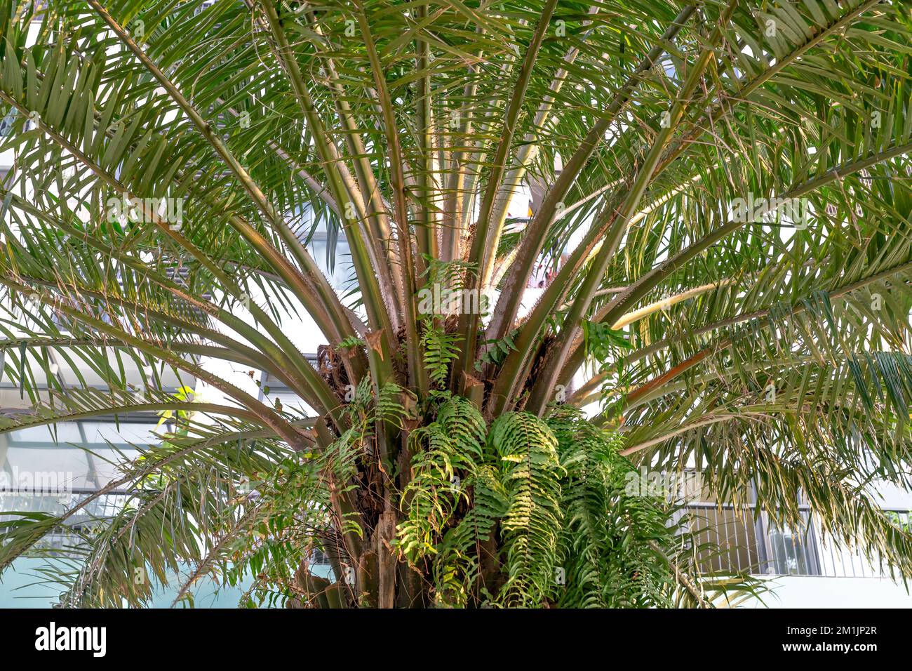 Closeup Shot of a Palm Tree. Close up Palm Tree Trunk Texture. The ...