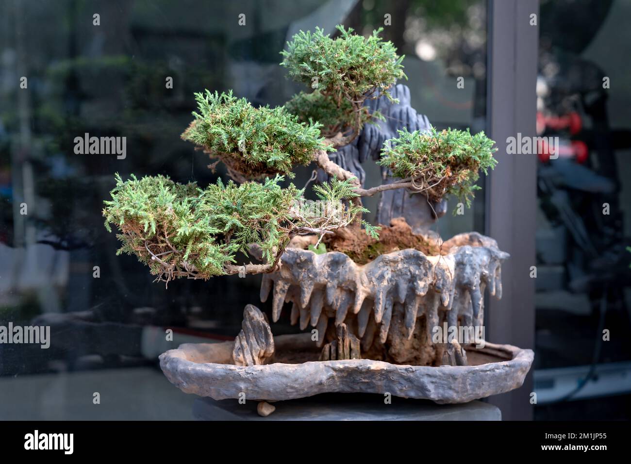 Bonsai juniperus chinensis hi-res stock photography and images - Alamy