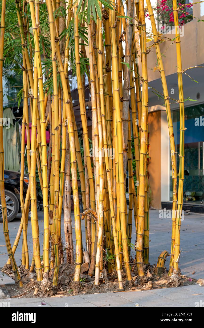 Yellow trunks of bamboo trees in the sun as a beautiful natural hedge ...