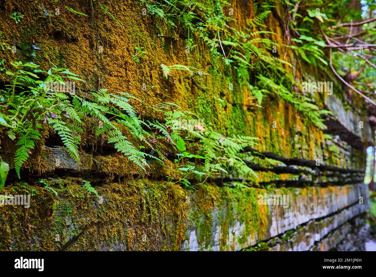 Stone wall with cracks and covered in ferns and moss Stock Photo - Alamy