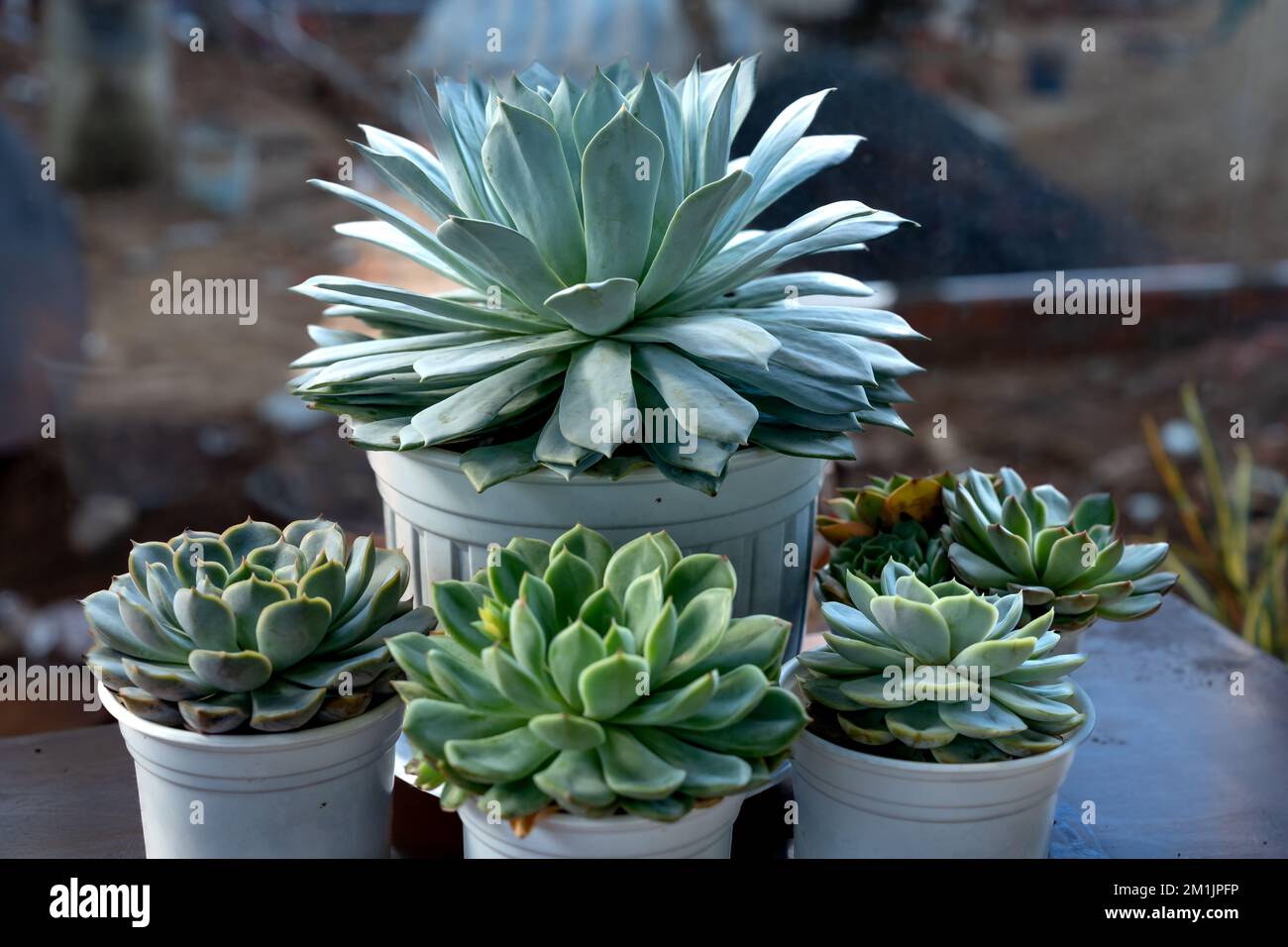 Echeveria orion hi-res stock photography and images - Alamy