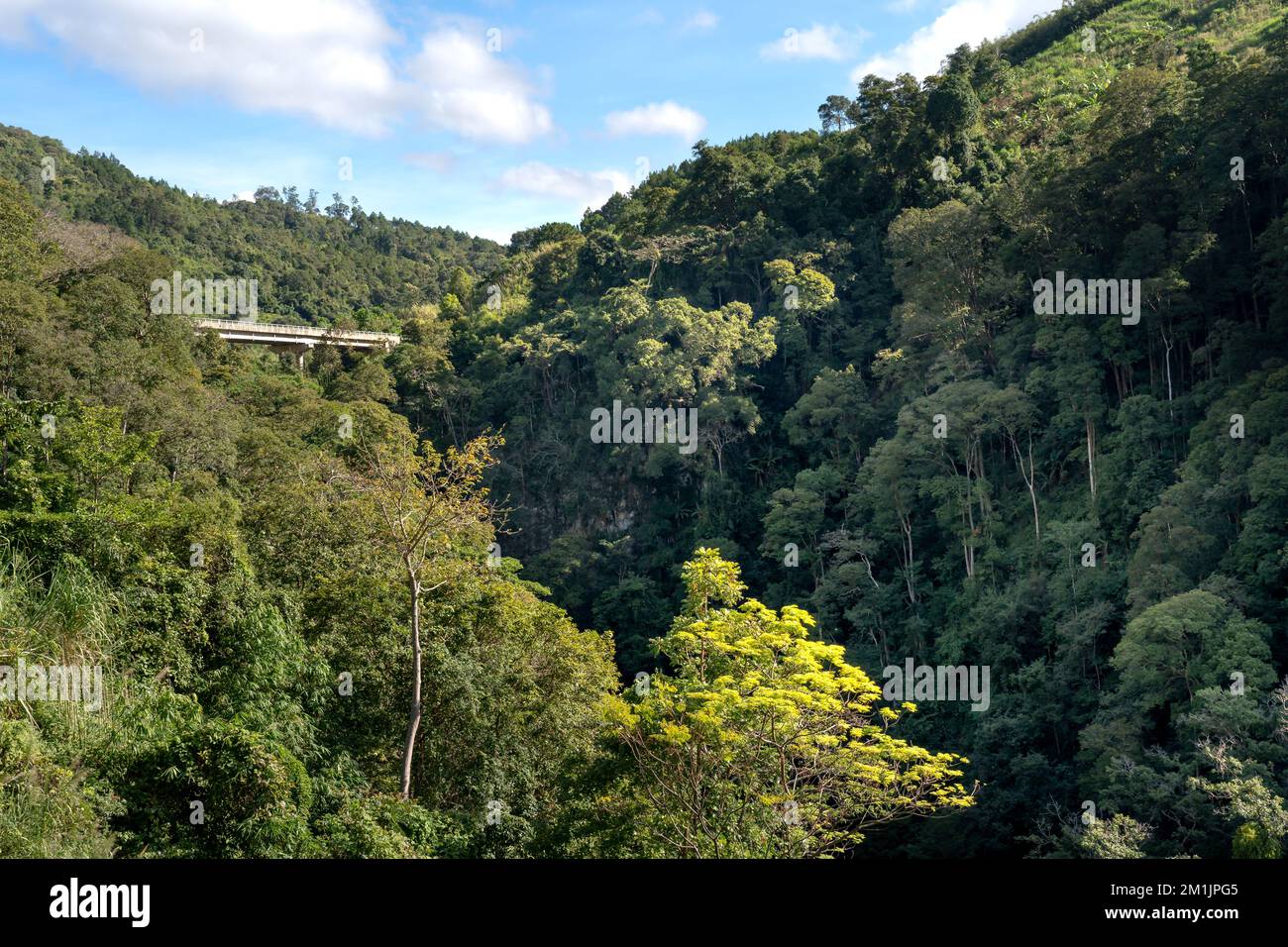 View from below the overhead bridge, spanning the beautiful primeval ...