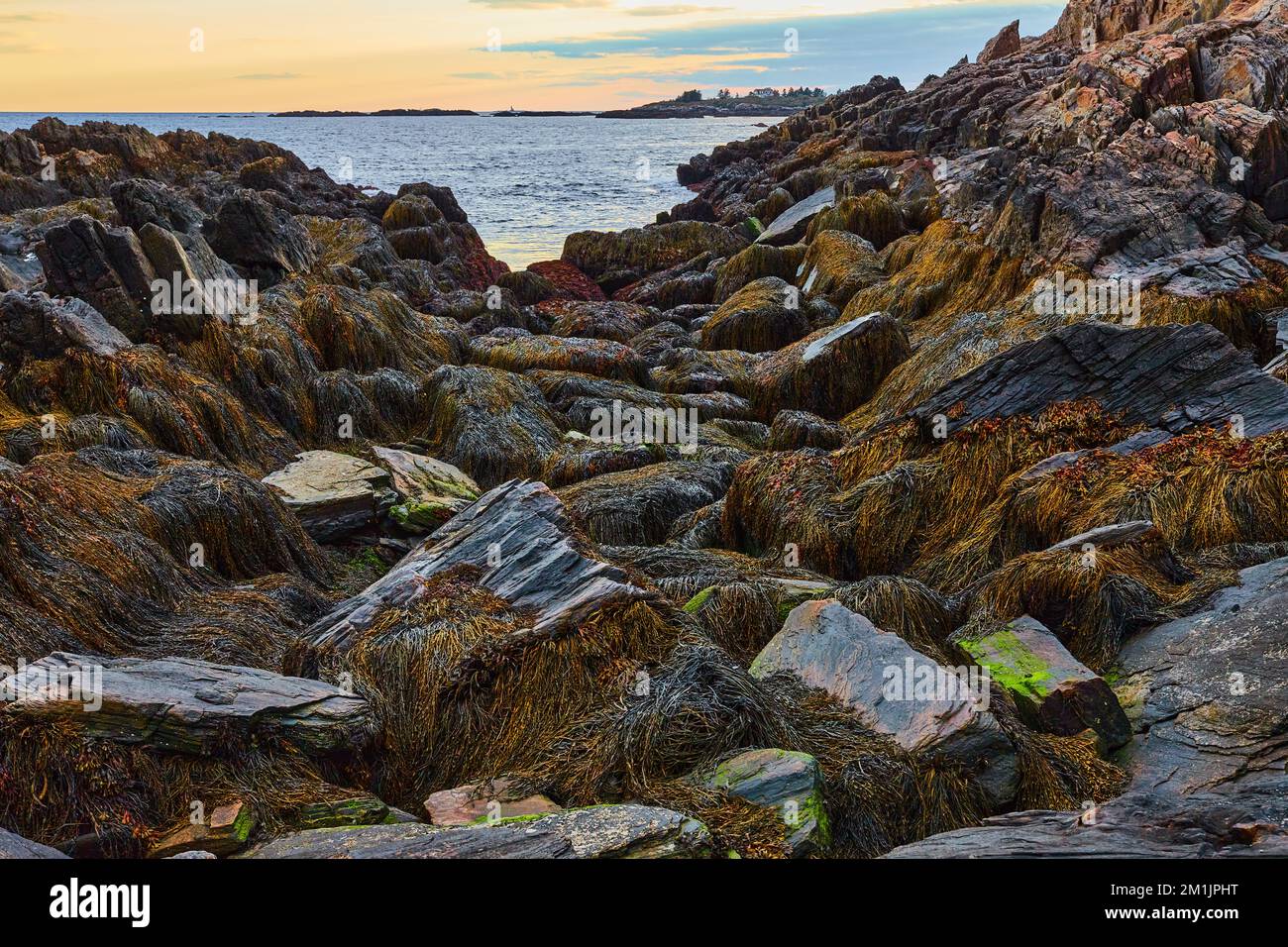 Maine rocky coast at low tide covered in boulders and sea plants Stock ...
