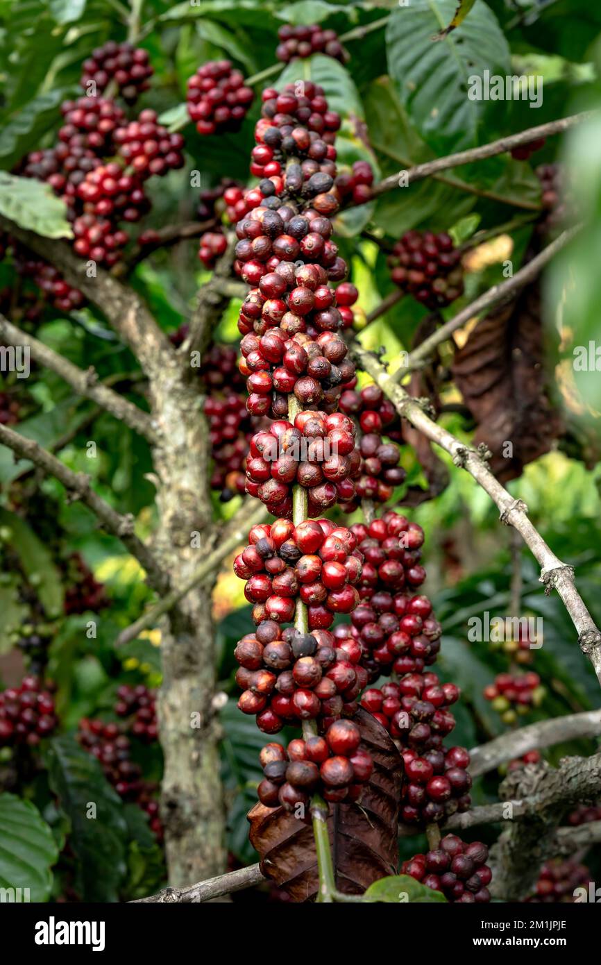 clusters of ripe coffee berries on a tree branch Stock Photo - Alamy
